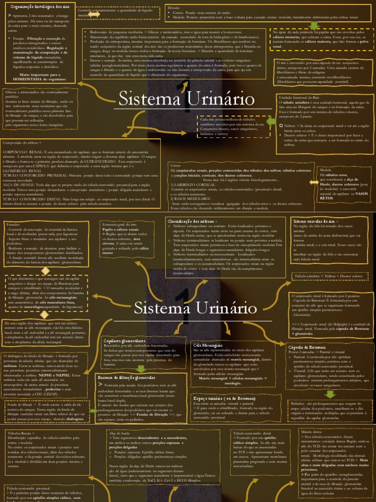 mapa mental sistema urinário histologia | PDF | Rim | Sistema urinário