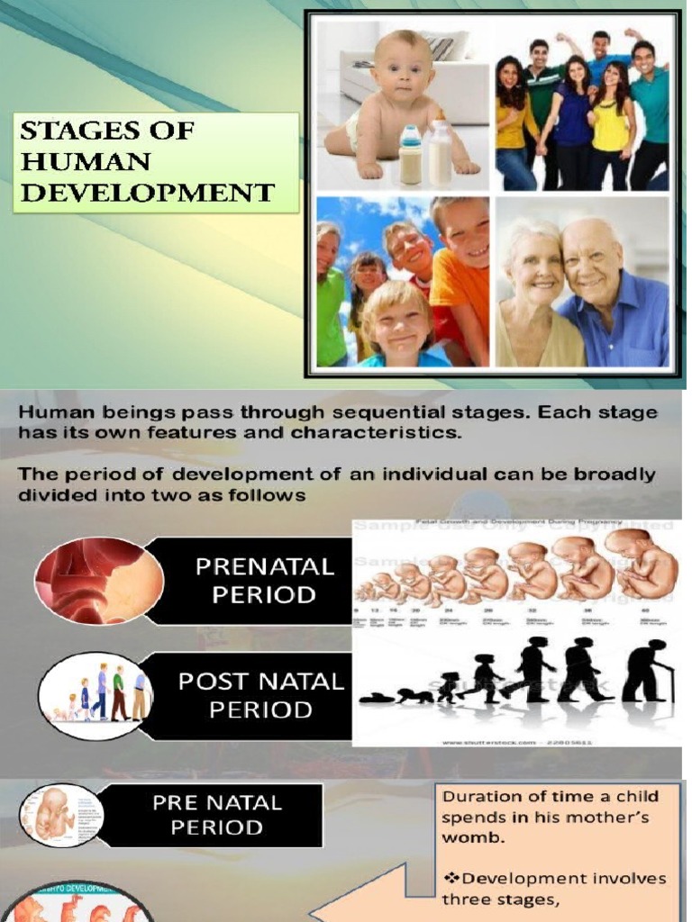 PED 101 - Stages of Development - Lesson 2 | PDF