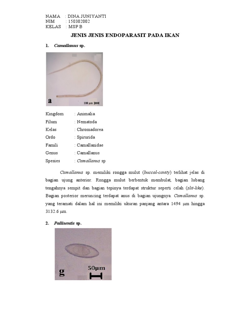 Jenis Jenis Endoparasit Pada Ikan | PDF