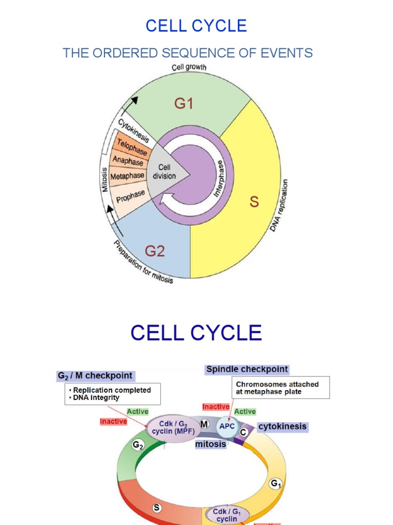Cell Cycle: The Ordered Sequence of Events | PDF | Cell Cycle | P53