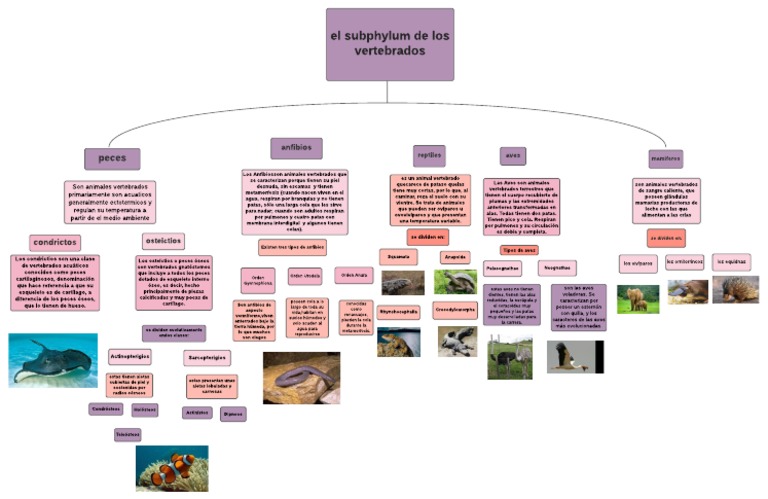 Mapa Conceptual | PDF | Vertebrados | Anfibio