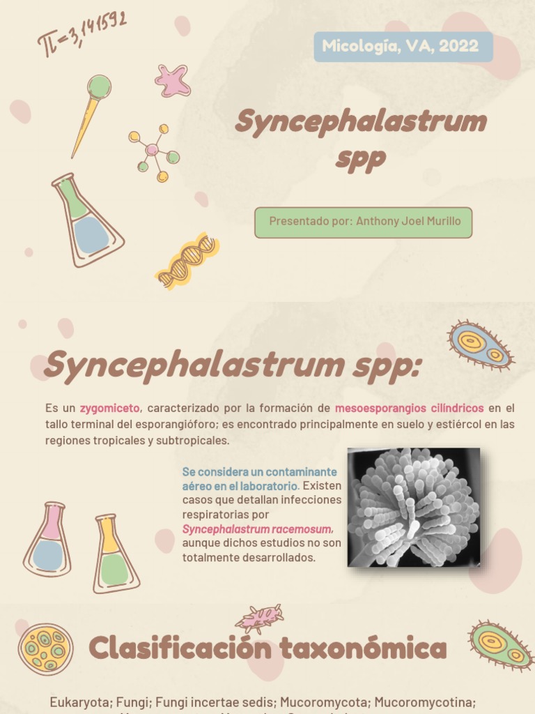 Syncephalastrum SPP | PDF | Hongo | Especialidades Medicas