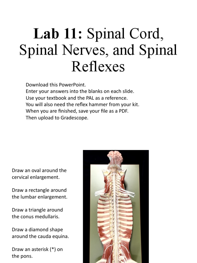 Week 11 Lab - Spinal Cord and Spinal Nerves | PDF | Spinal Cord ...