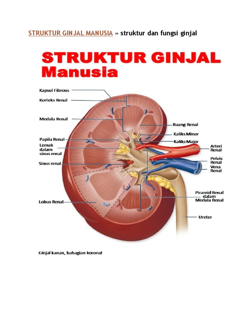 Struktur Ginjal | PDF