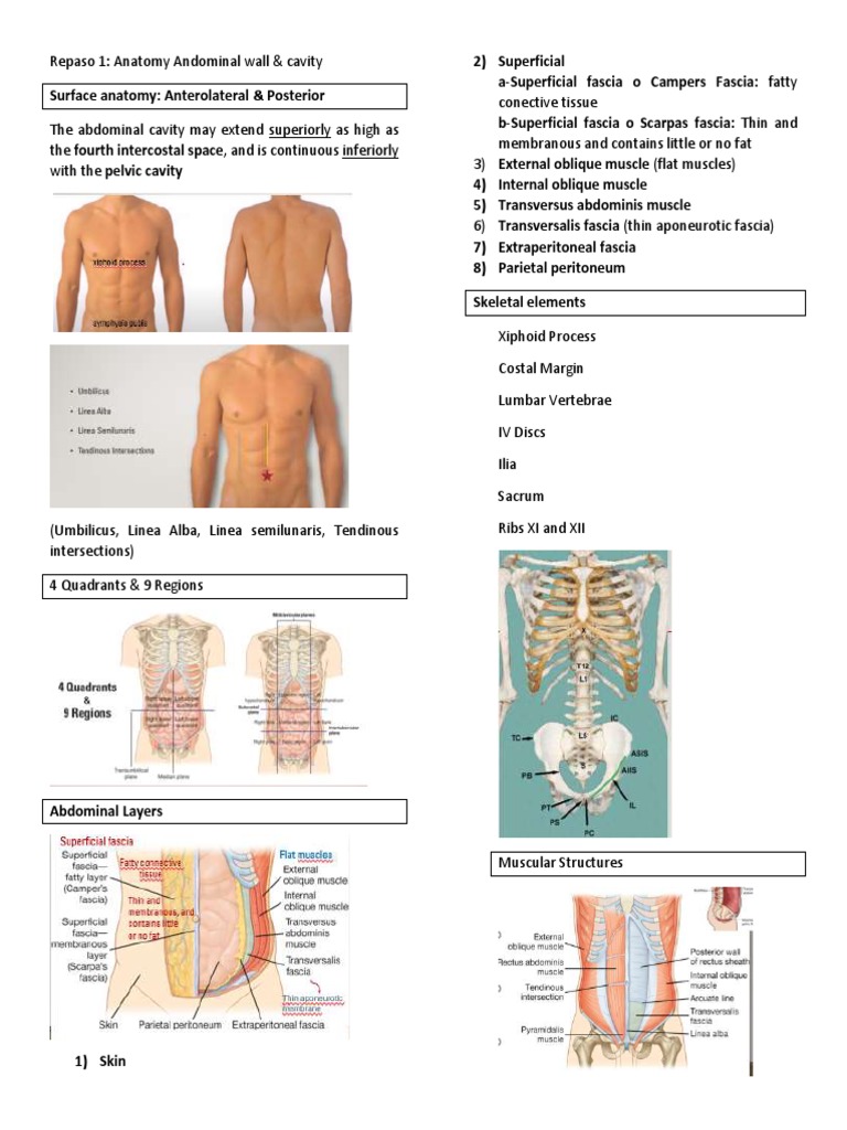 Abdominal Wall Anatomy Overview | PDF | Abdomen | Peritoneum