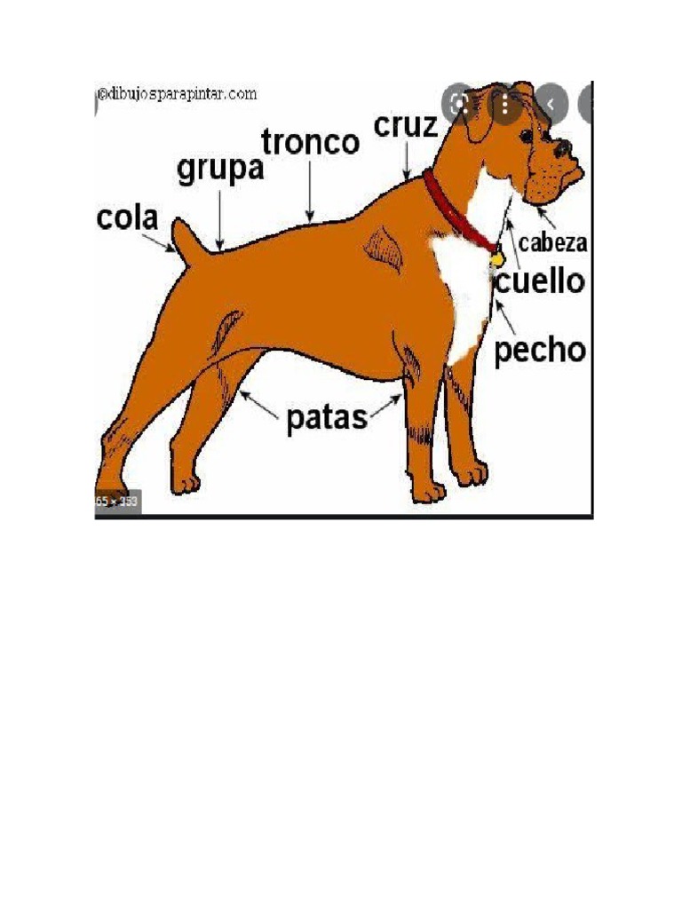 Partes Del Perro | PDF