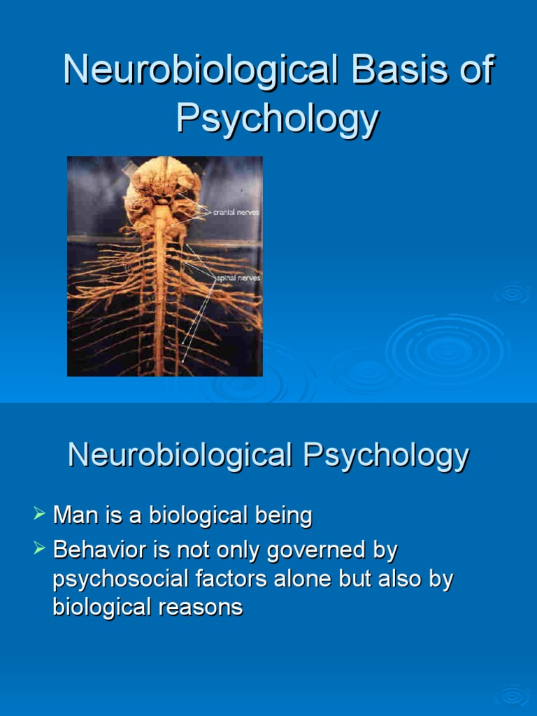 Neurobiological Basis of Psychology | PDF | Senses | Neuron