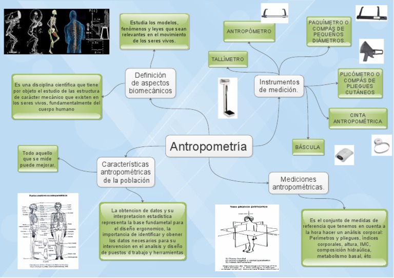 Mapa Mental U1 (ANTROPOMETRIA) | PDF | Antropometría | Medición