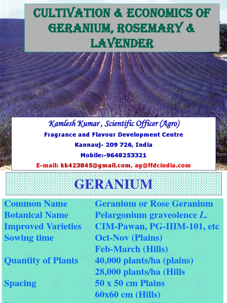 Cultivation & Economics of Geranium, Rosemary & Lavender: Kamlesh Kumar ...