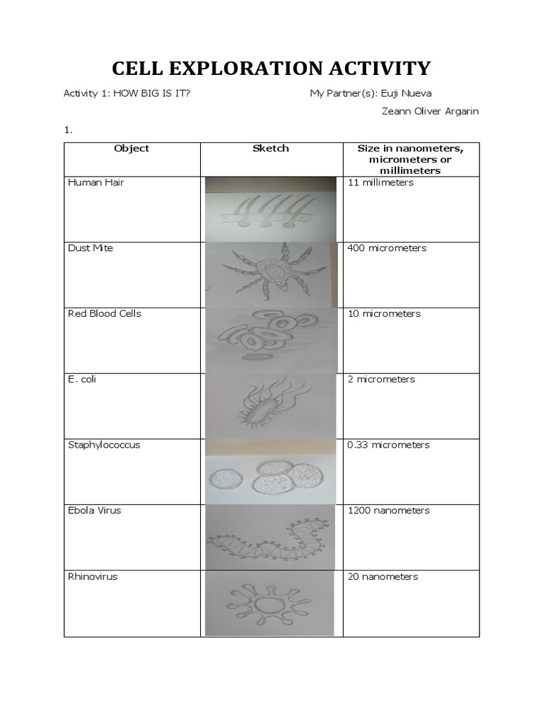 Cell Size and Structure Exploration | PDF | Cell (Biology) | Cytosol