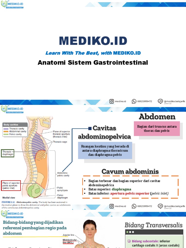 Anatomi Cavitas Abdominopelvica | PDF