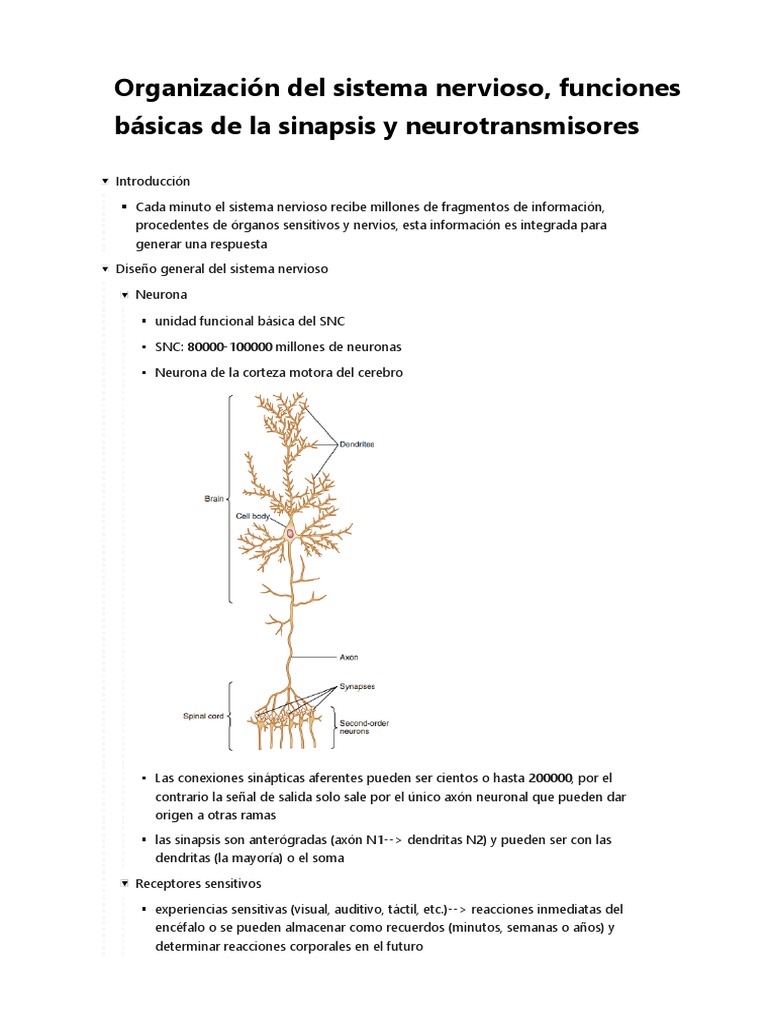 Organización Del Sistema Nervioso, Funciones Básicas de La Sinapsis y Neurotransmisores | PDF ...