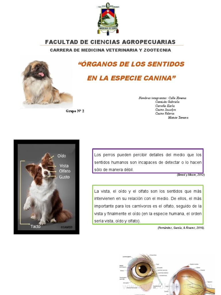 Sentidos y Órganos del Perro | PDF | Color | Percepción visual