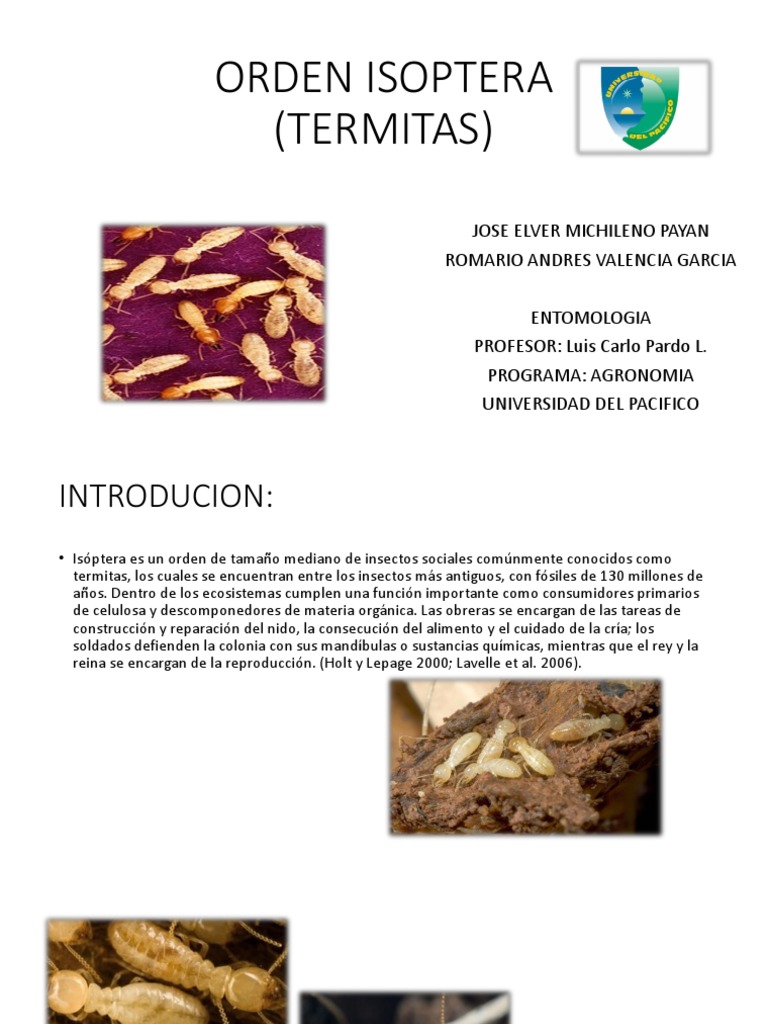 Orden Isoptera Exposicion Martes Termitas | PDF | Naturaleza | Organismos