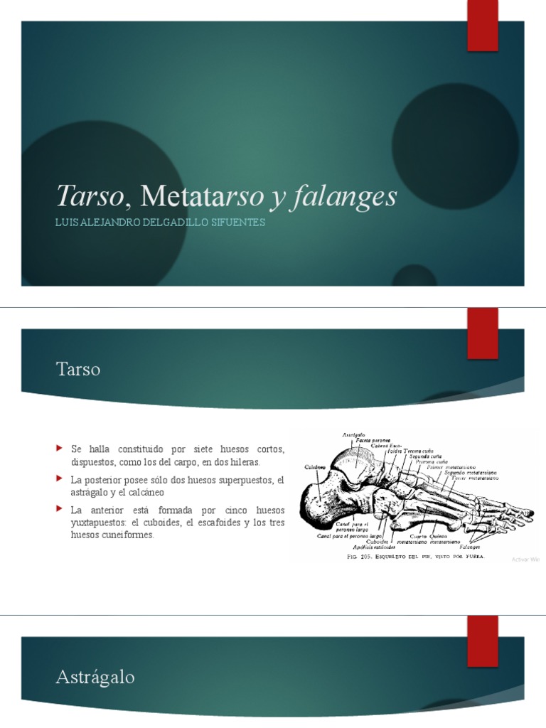 Anatomía del Tarso y Metatarso | PDF | Pie | Sistema musculoesquelético