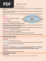 El Saco Dural Humano | PDF | Médula espinal | Anatomía