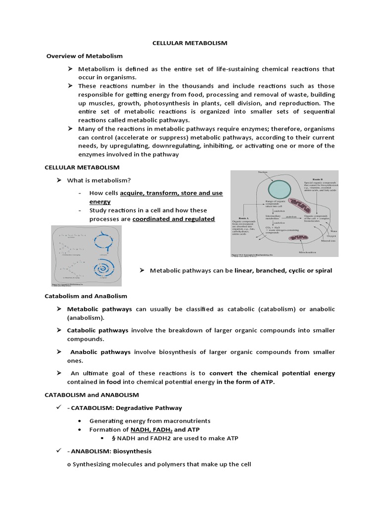 Cellular Metabolism Overview of Metabolism | Download Free PDF ...
