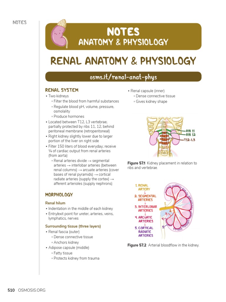 Renal Anatomy & Physiology Notes | PDF | Kidney | Medical Specialties