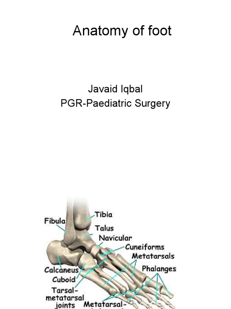 Anatomy of Foot: Javaid Iqbal PGR-Paediatric Surgery | PDF | Foot ...
