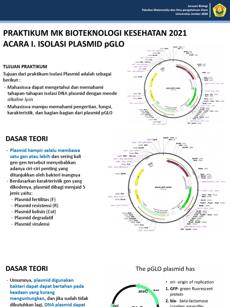 Isolasi Plasmid pGLO: Metode dan Teori | PDF