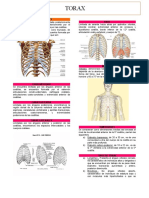 Anatomía de la Región Esternal | PDF | Tórax | Sistema esquelético