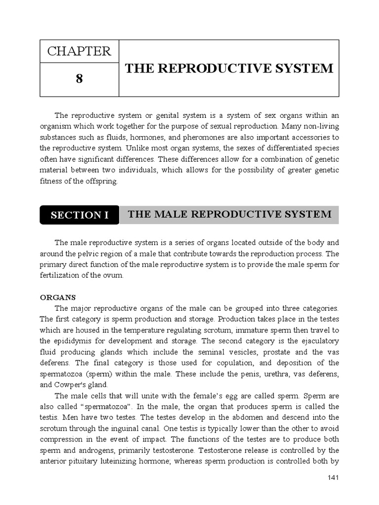 Male Reproductive System Overview | PDF | Uterus | Menstrual Cycle