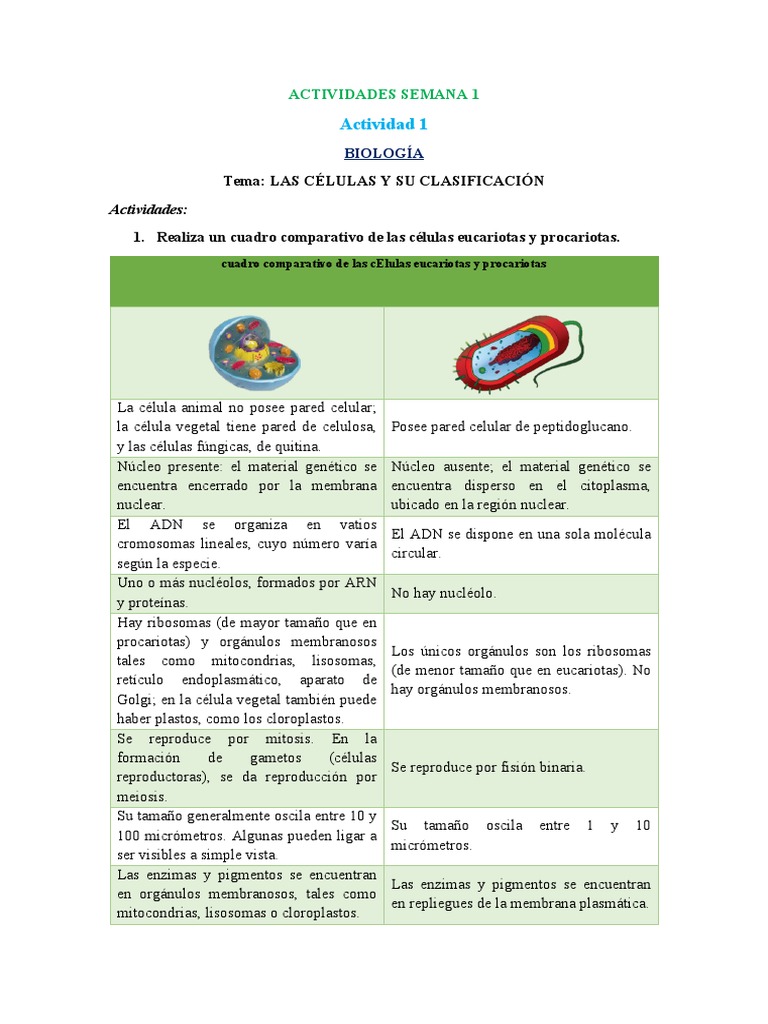 Diferencias Y Similitudes Entre Celulas Procariotas Y Eucariotas