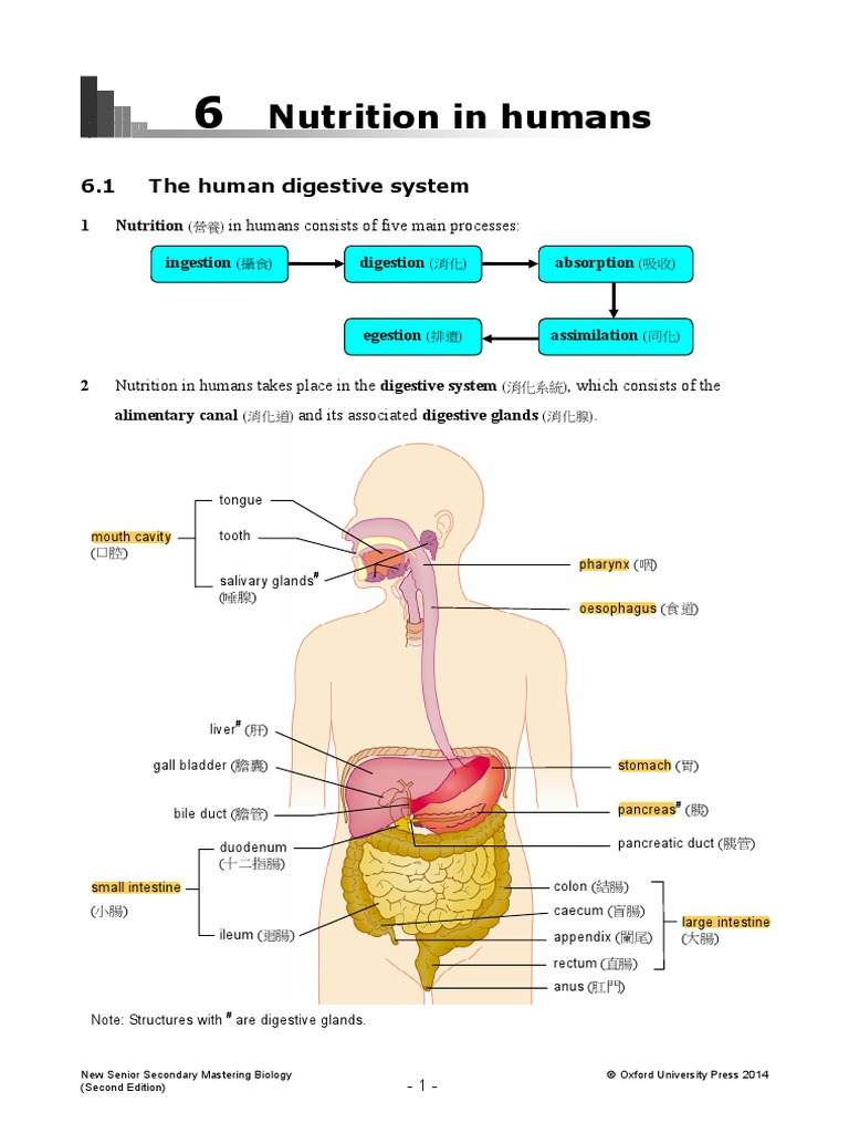 Nutrition in Humans: 6.1 The Human Digestive System | PDF | Human ...