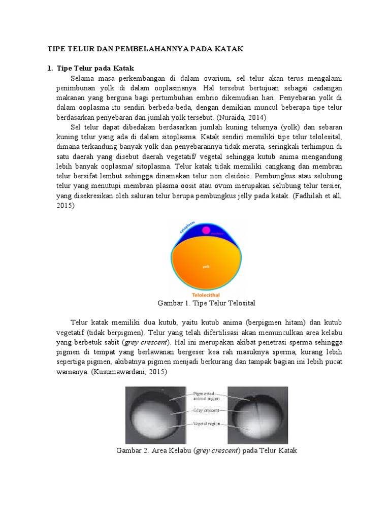 Tipe Telur Dan Pembelahannya Pada Katak | PDF