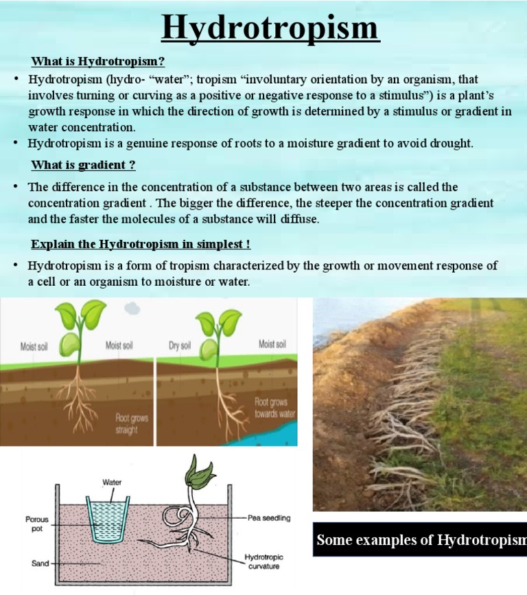What Is Hydrotropism? | PDF