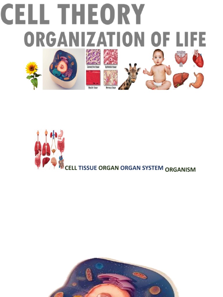 Cell Theory and Cell Structure | PDF | Cell (Biology) | Mitochondrion