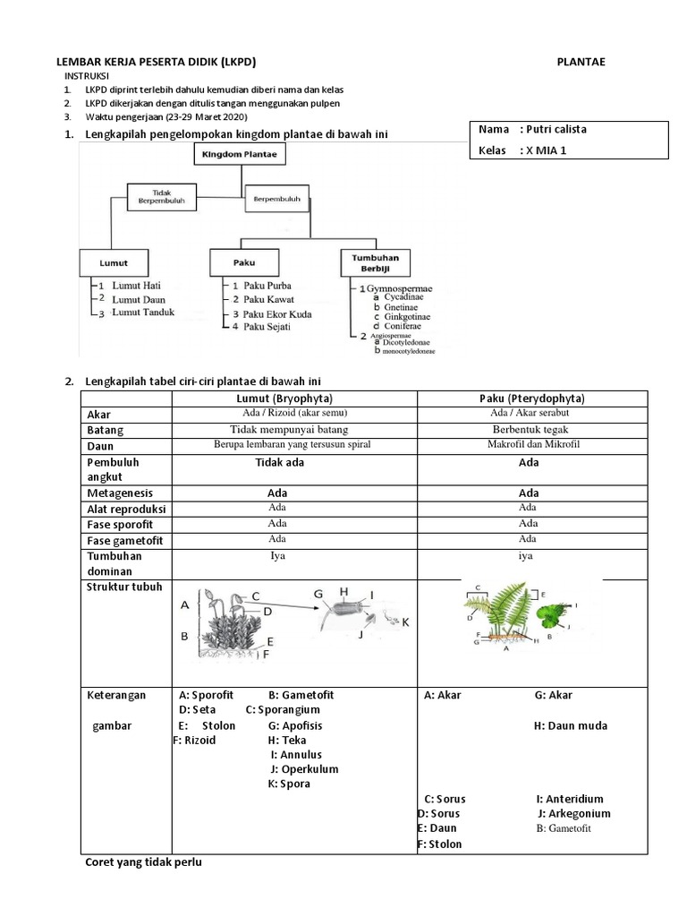 LKPD Plantae | PDF