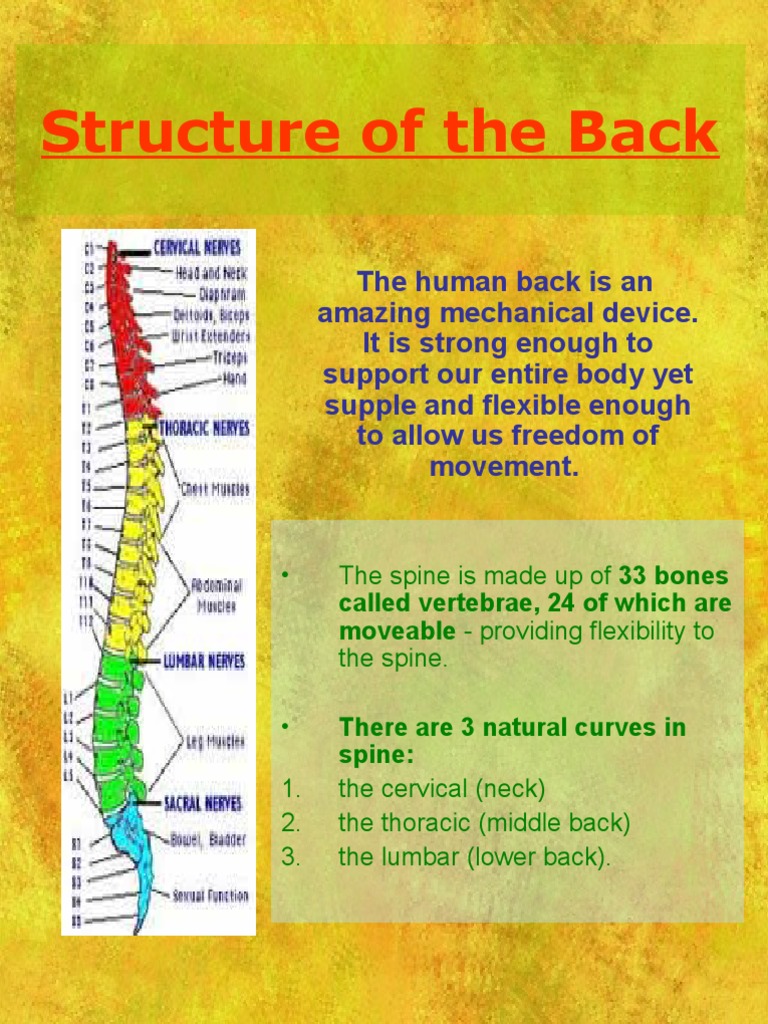 Back Pain Presentation | Download Free PDF | Back Pain | Vertebral Column