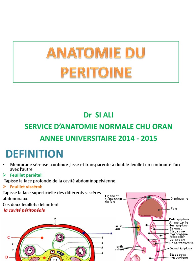 Anatomie du Péritoine et Épiploons | PDF | Péritoine | Spécialités ...