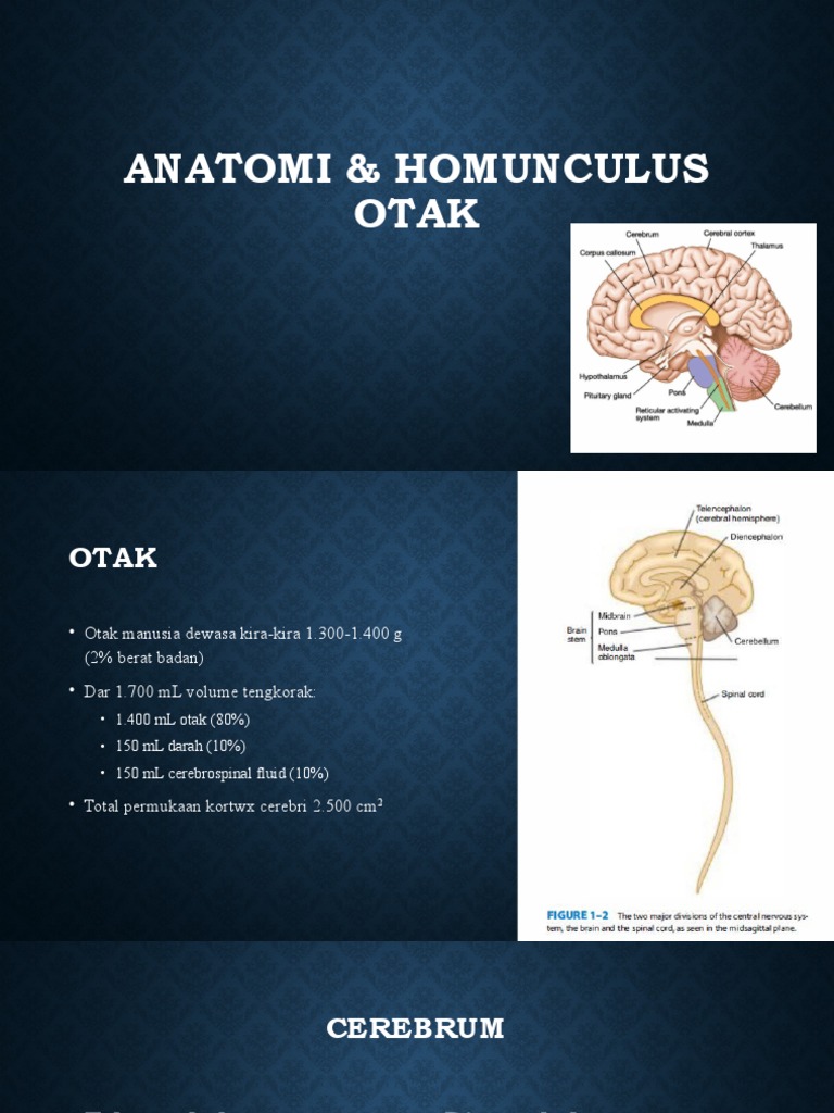 Anatomi & Homunculus Otak | PDF | Pengembangan Diri | Kesehatan Holistik