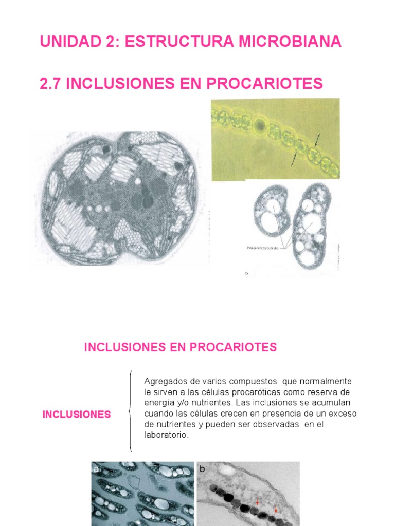 Inclusiones | PDF | Las bacterias | Cianobacterias