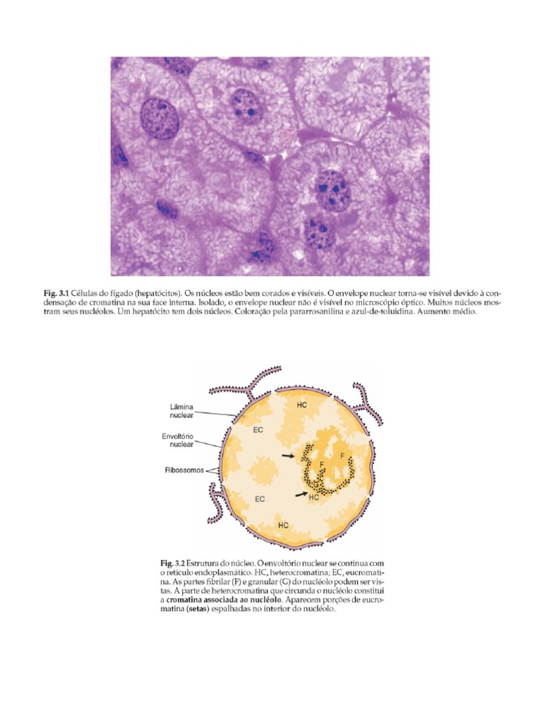 Nucleo Celular | PDF