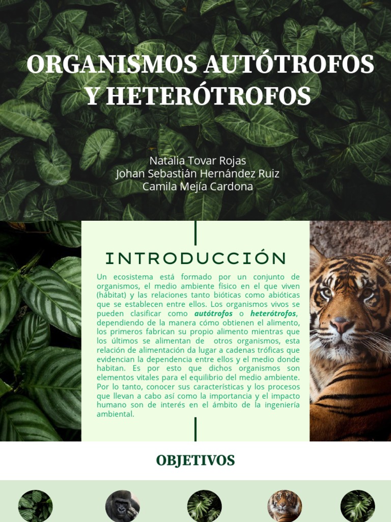 Organismos Autotrofos Organismos Autótrofos: Qué Son, Tipos Y