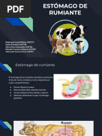 Anatomía del Estómago de Rumiantes | PDF | Estómago | Tracto ...