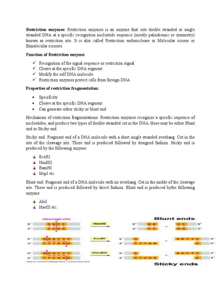 Restriction Enzymes: Restriction Enzymes Is An Enzyme That Cuts Double ...