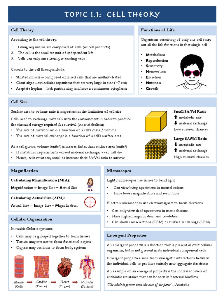 Topic 1 - Cell Biology (Bioninja Summaries) | PDF | Mitosis | Cell Membrane