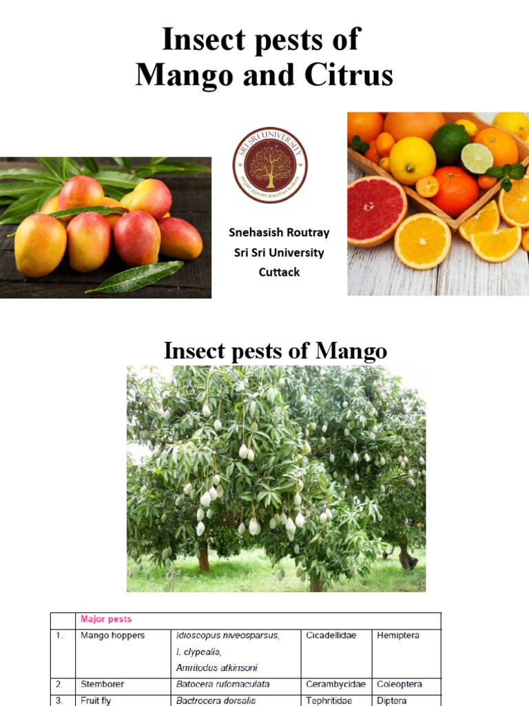 Insect Pests of Mango, Citrus | PDF