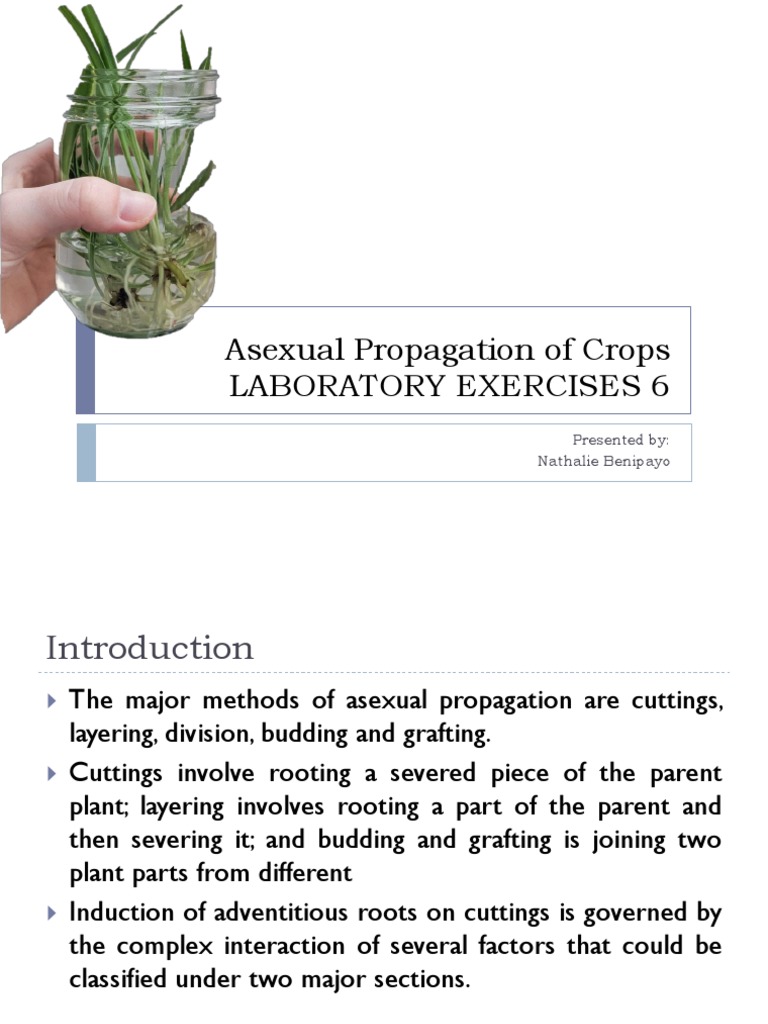 Asexual Propagation Methods for Crops | PDF