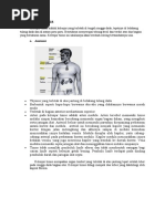 Anatomi Kelenjar Timus | PDF