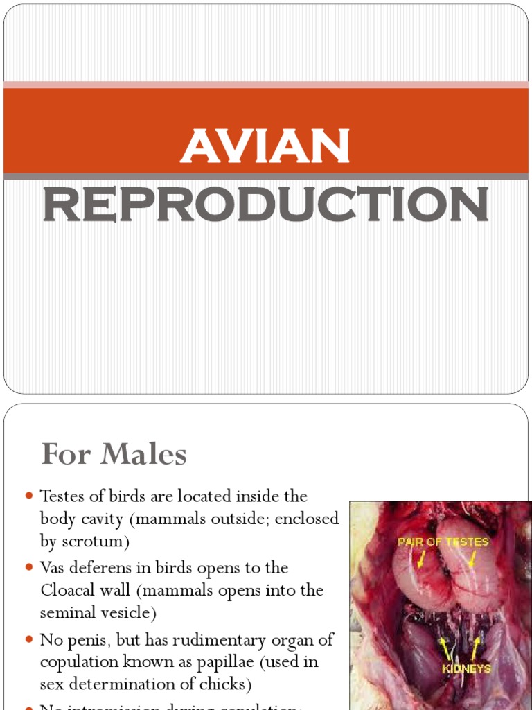 Avian Reproductive System Overview | PDF | Luteinizing Hormone ...