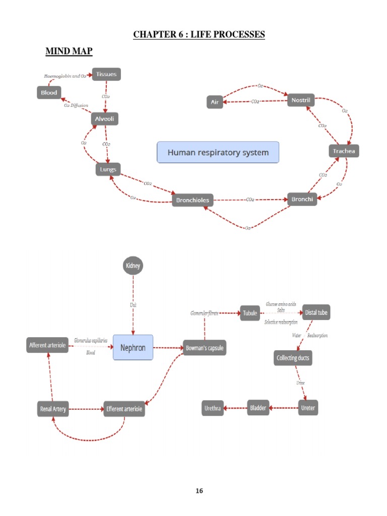 Chapter 6 Life Processes | PDF | Blood | Digestion