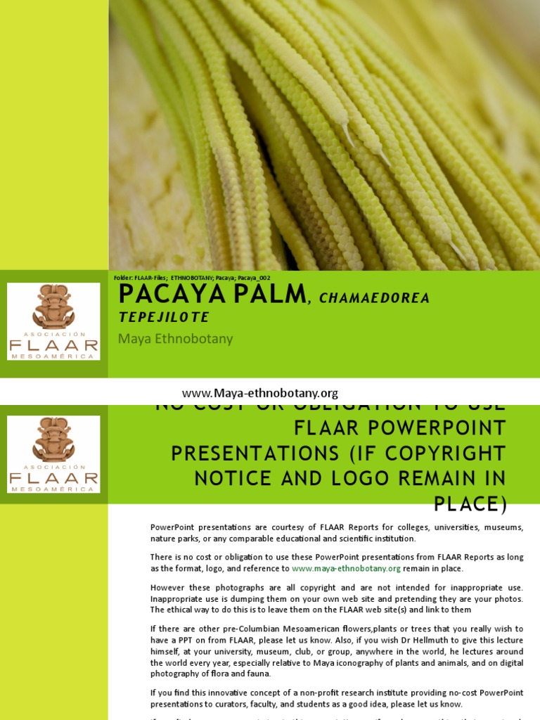 Pacaya Palm Flowers Food Chamaedorea Tepejilote Photographs PowerPoint ...