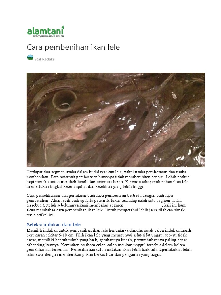 Pengembang Biakan Ikan Lele | PDF