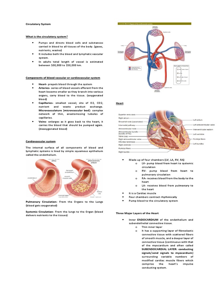 Circulatory System REVIEWER | PDF | Artery | Circulatory System