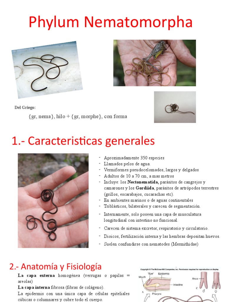 Phylum Nematomorpha | PDF | Sistema reproductivo | Anatomía